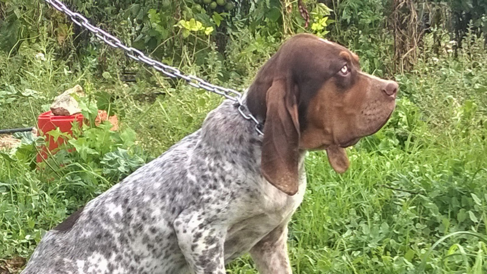 Pachón Navarro Els Ports