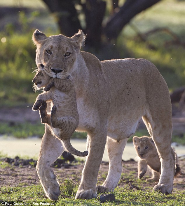 White Wolf : Mother animals carrying their young in their mouths. (Photos)