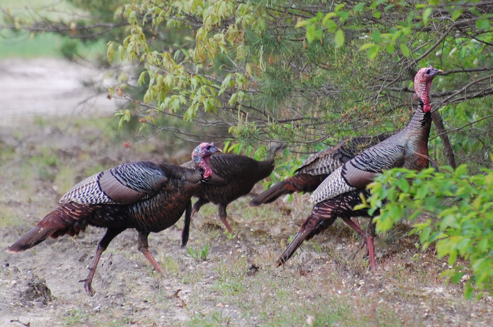Urban Wildlife Guide: Turkeys!