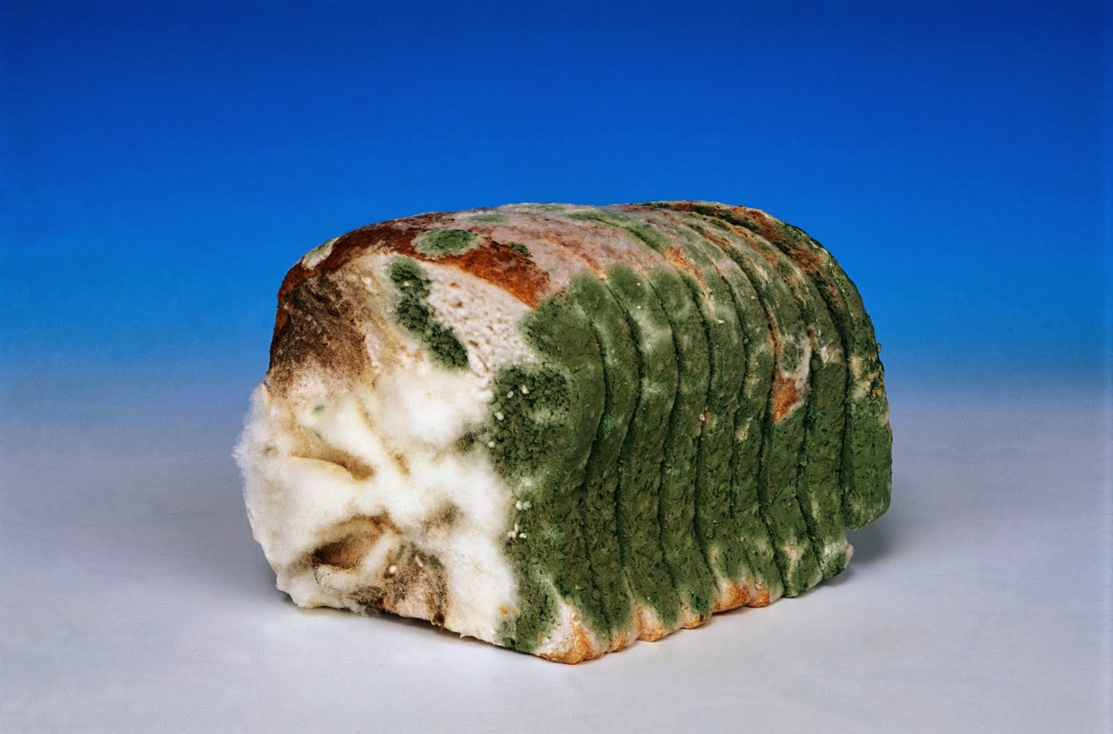 Regita s Blog Rhizopus Stolonifer Pada Roti Basi regita-s-blog-rhizopus-stolonifer-pada-roti-basi