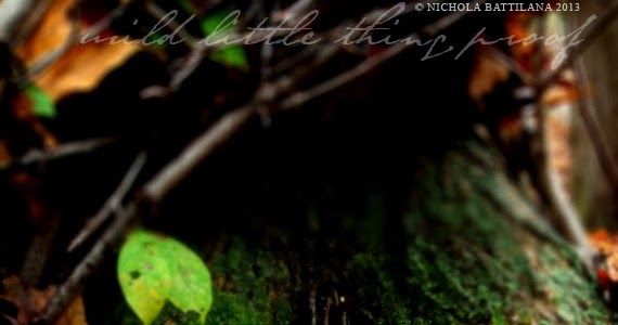 Pixie Hill: Wild Little Things