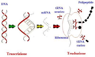Manipolazione genetica e tecnologia: DNA ricombinante e OGM