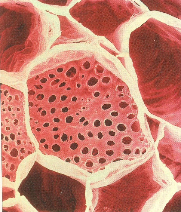59 Transport In Plants Functions Of Xylem And Phloem Biology Notes For IGCSE 2014 59-transport-in-plants-functions-of-xylem-and-phloem-biology-notes-for-igcse-2014