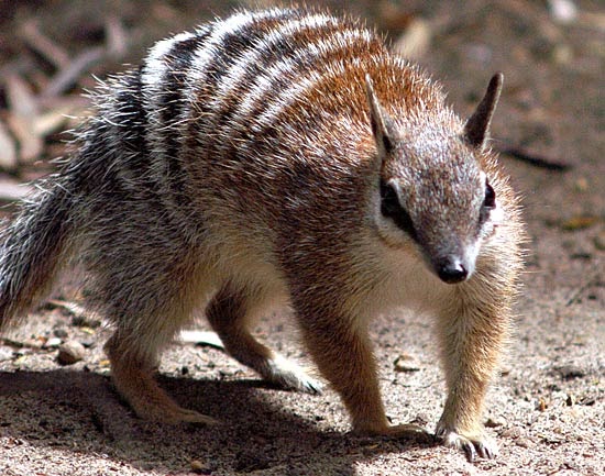 Numbat | Endangered Animals Facts, Wildlife Pictures And Videos