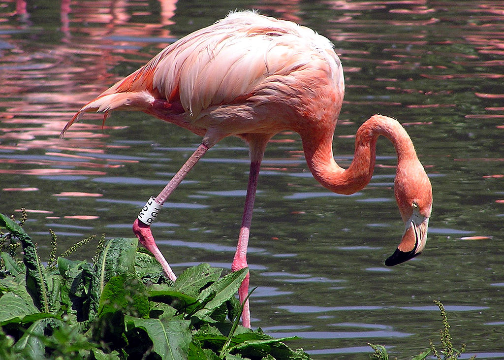 Yucatán, Tierra de Maravillas : Flora y Fauna Yucatán, Tierra de Maravillas : Flora y Fauna