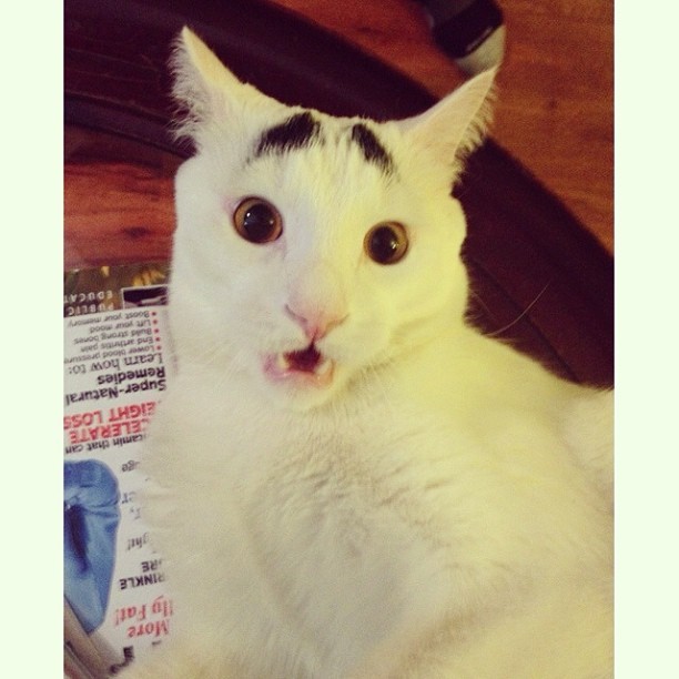 White Wolf : Sam, The Cat With Eyebrows, Is Slightly Concerned About Everything ( 17 Pics)
