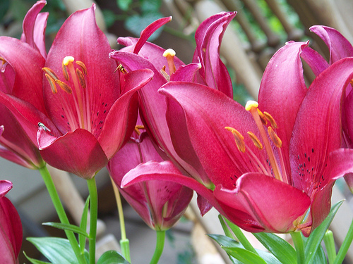 Anisti Ibuno Flowers Lilies Meaning anisti-ibuno-flowers-lilies-meaning