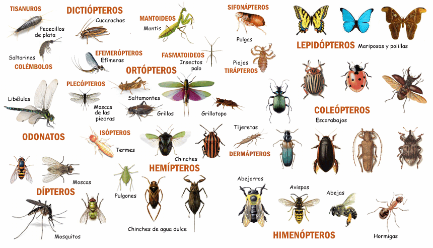 Nuestros colegas los bichos: Los insectos en la cadena trófica Nuestros colegas los bichos: Los insectos en la cadena trófica