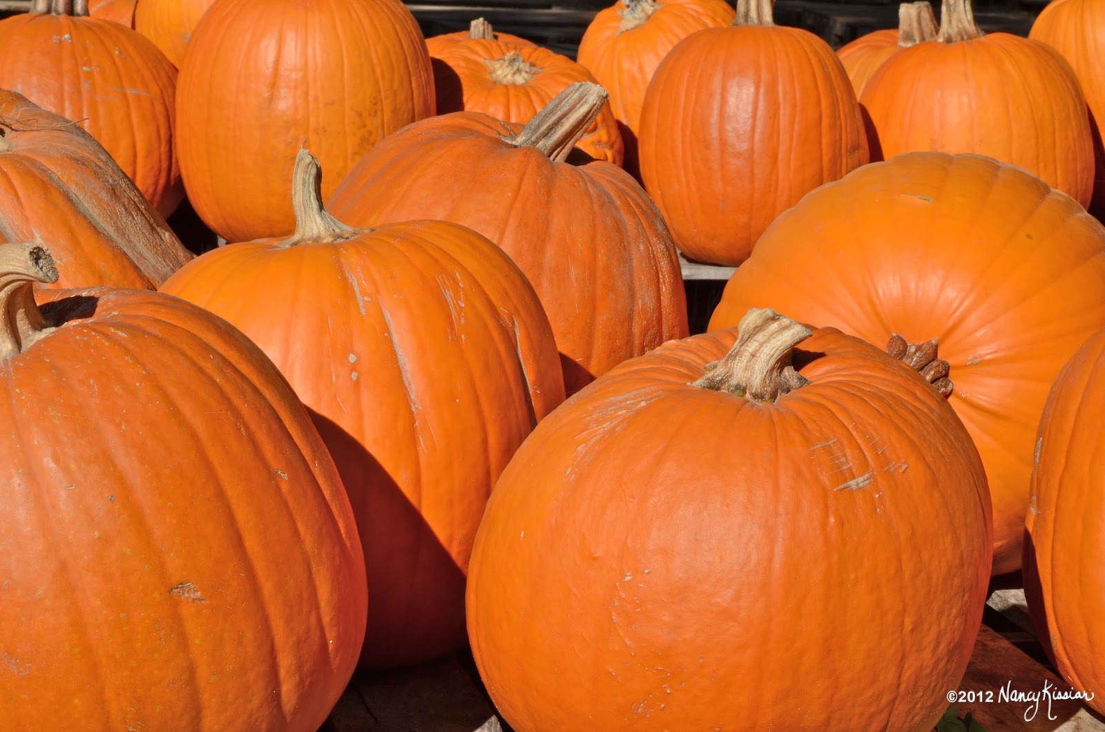 Wild About Texas: It's All About Pumpkins