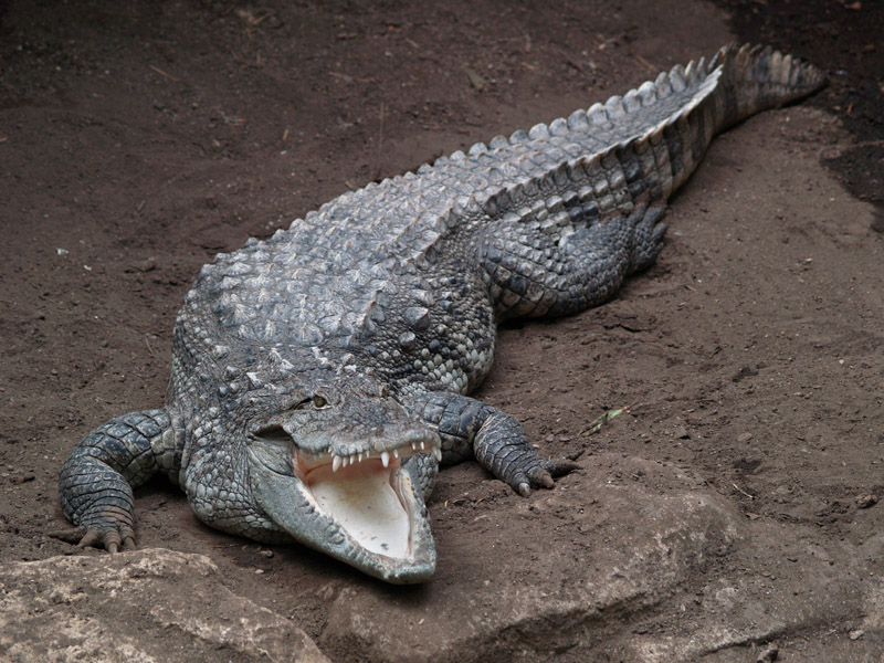 Fantastica Animal Mugger Crocodile fantastica-animal-mugger-crocodile