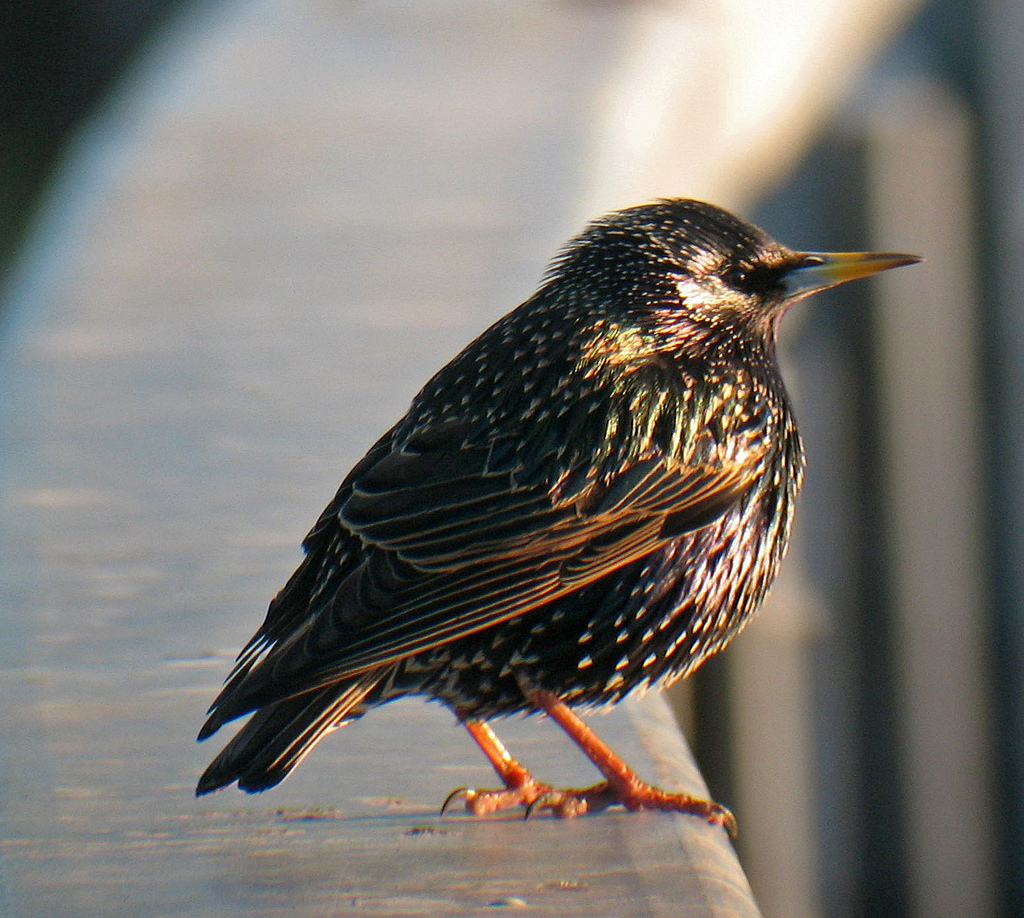 Species Of UK Week 27 Starling Sturnus Vulgaris species-of-uk-week-27-starling-sturnus-vulgaris
