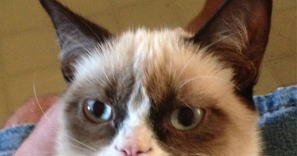 Grumpy Cat Good Imgur