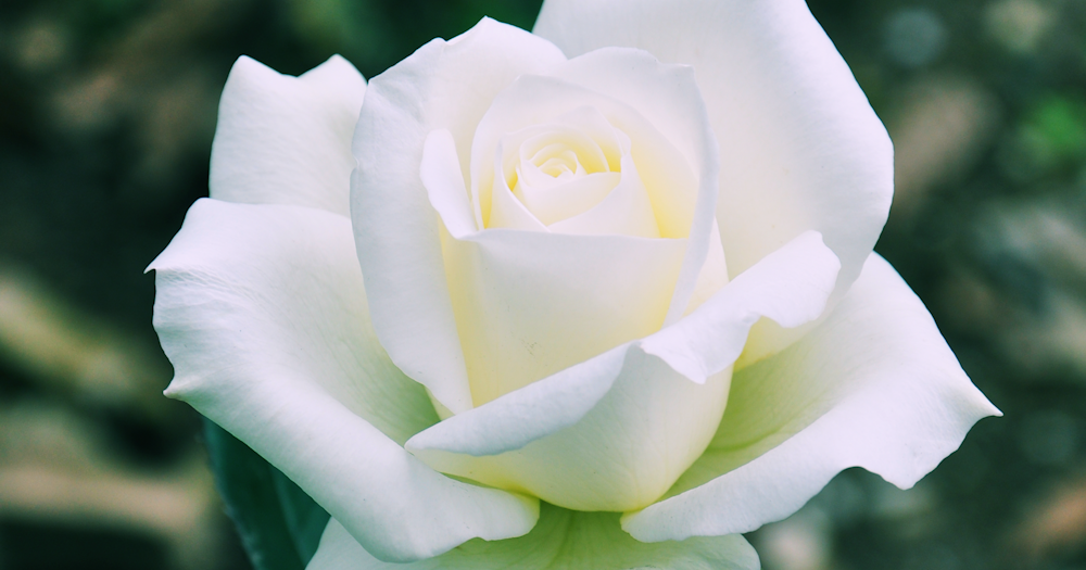 BANCO DE IMÁGENES GRATIS: Hermosa rosa blanca - Beautiful white rose ...