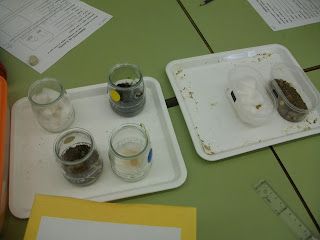 QÜESTIONS DEL MEDI NATURAL: EXPERIMENTS AMB LES PLANTES: EL CREIXEMENT