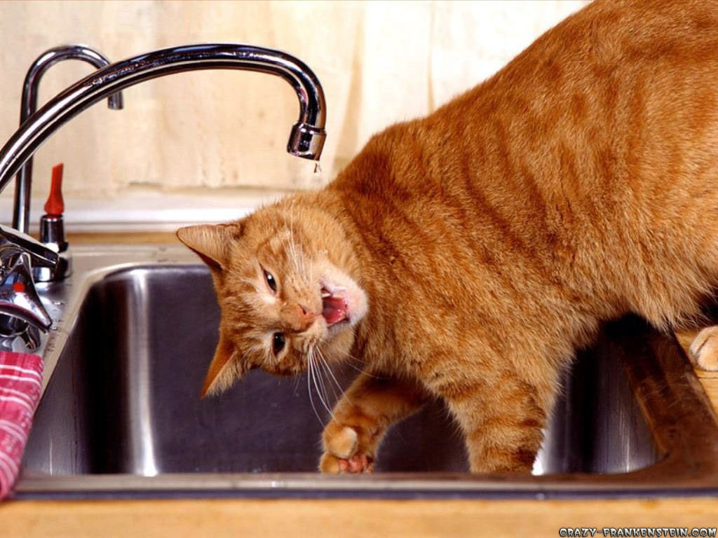 Funny And Wild Animals Funny Animals Drinking Latest Pictures funny-and-wild-animals-funny-animals-drinking-latest-pictures