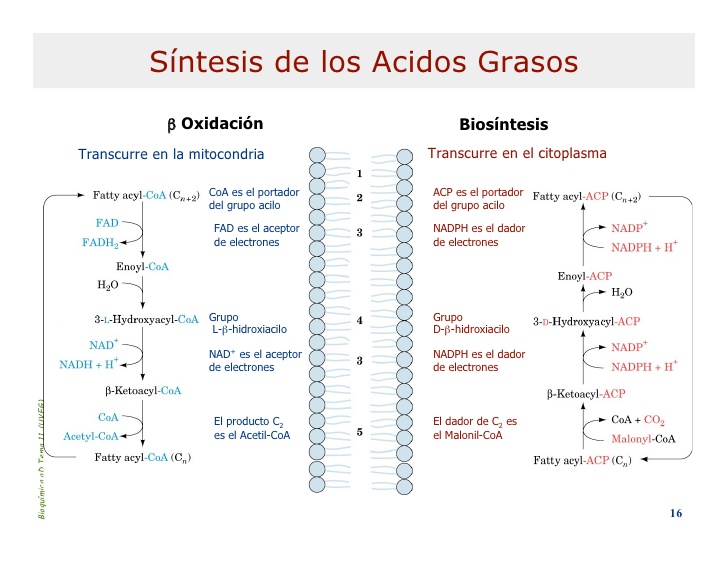 Sintesis de ácidos grasos: Localización intracelular y fuente de ... Sintesis de ácidos grasos: Localización intracelular y fuente de ...