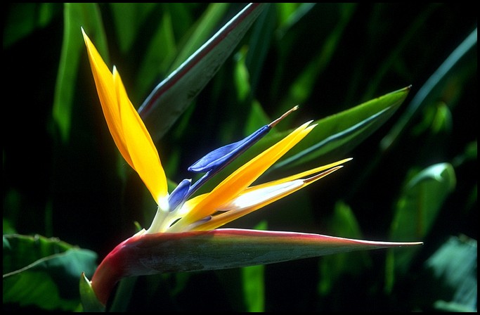 Canada Floral Delivery Blog Fun Facts About Birds Of Paradise canada-floral-delivery-blog-fun-facts-about-birds-of-paradise