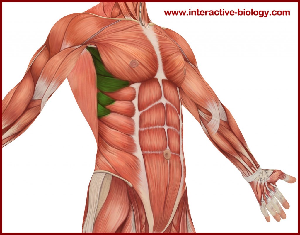 The Aging Athlete Cycling Posture Trying To Wrap This Up the-aging-athlete-cycling-posture-trying-to-wrap-this-up