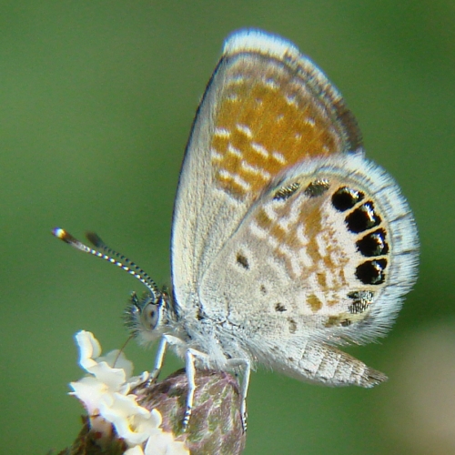 Seed To Feed Me BUTTERFLY FACTS seed-to-feed-me-butterfly-facts