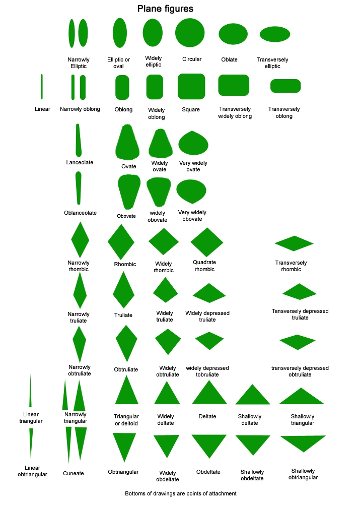 planar shapes, plane figures | Plane figures, Two dimensional shapes ...