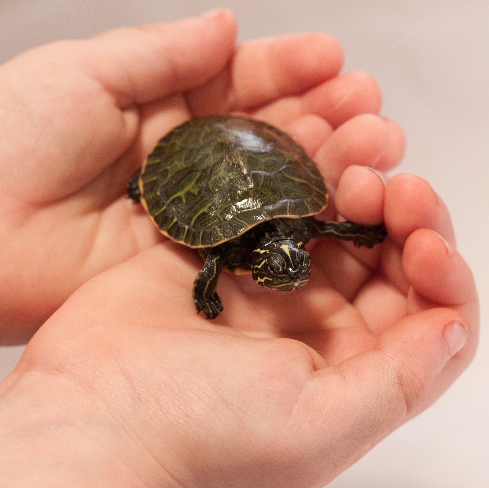 TALK CLEAN TO ME Pet Turtles Pose Health Problems talk-clean-to-me-pet-turtles-pose-health-problems