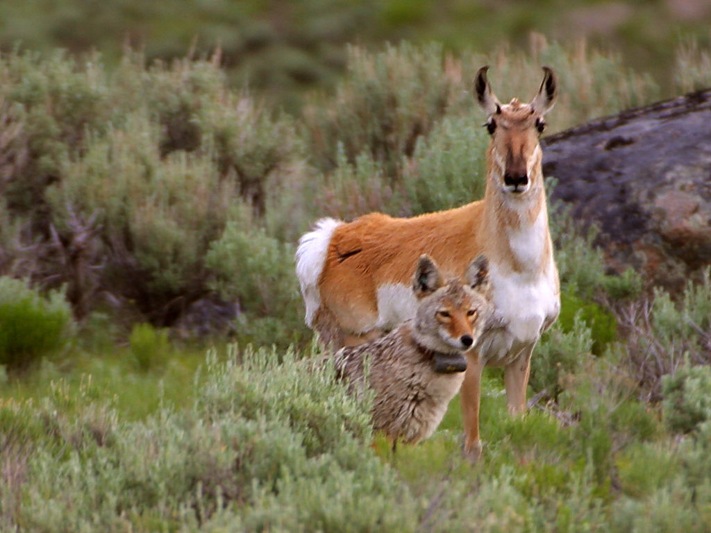 yellowstone national park animals online | World Celebrity yellowstone national park animals online | World Celebrity