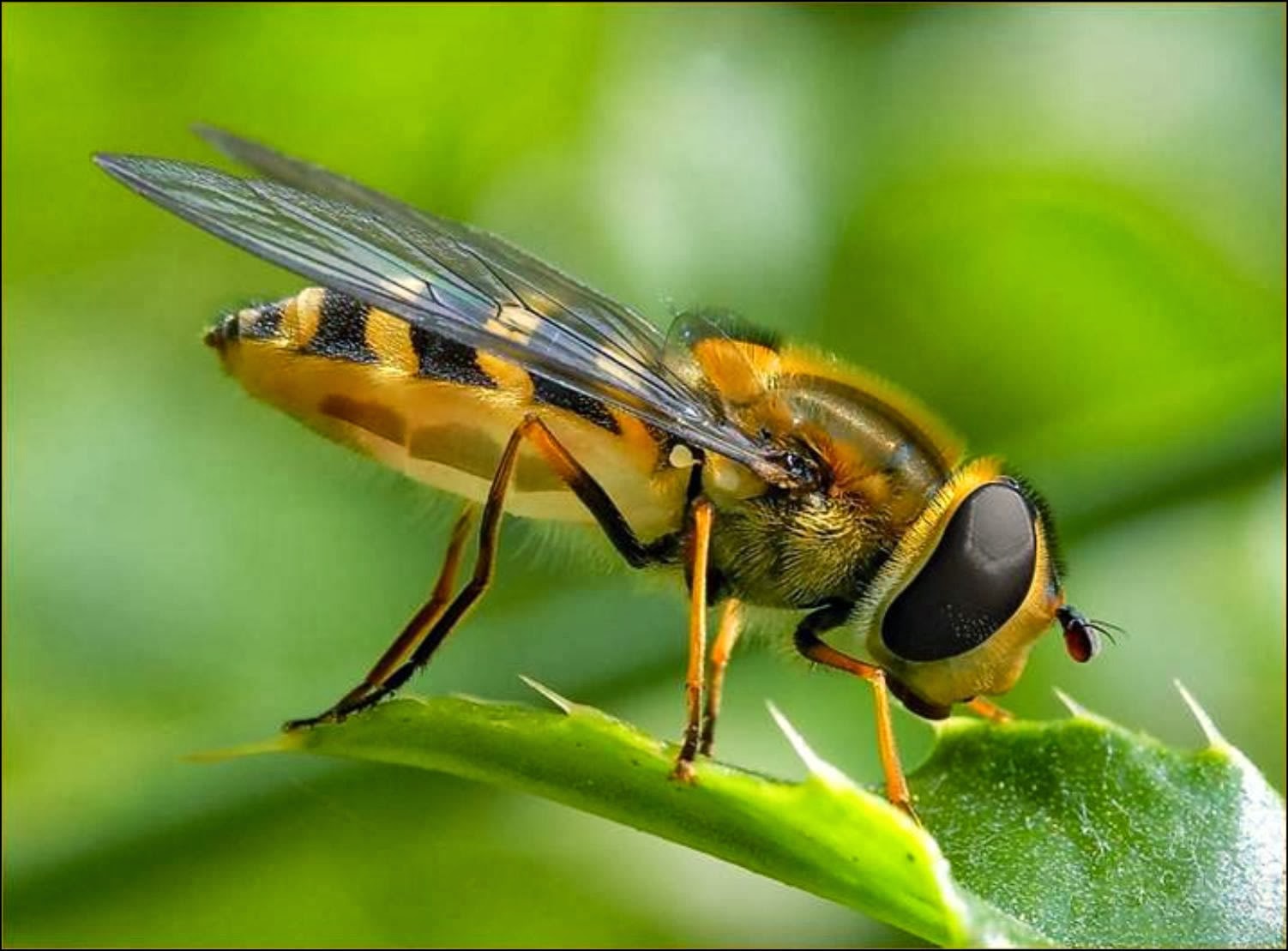 King's Christian School Biology: Subphlyum Hexoda: Class Insecta King's Christian School Biology: Subphlyum Hexoda: Class Insecta