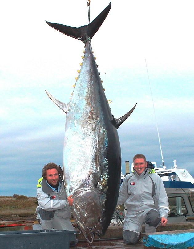 Big Fishes Of The World TUNA BLUEFIN Thunnus Thynnus big-fishes-of-the-world-tuna-bluefin-thunnus-thynnus