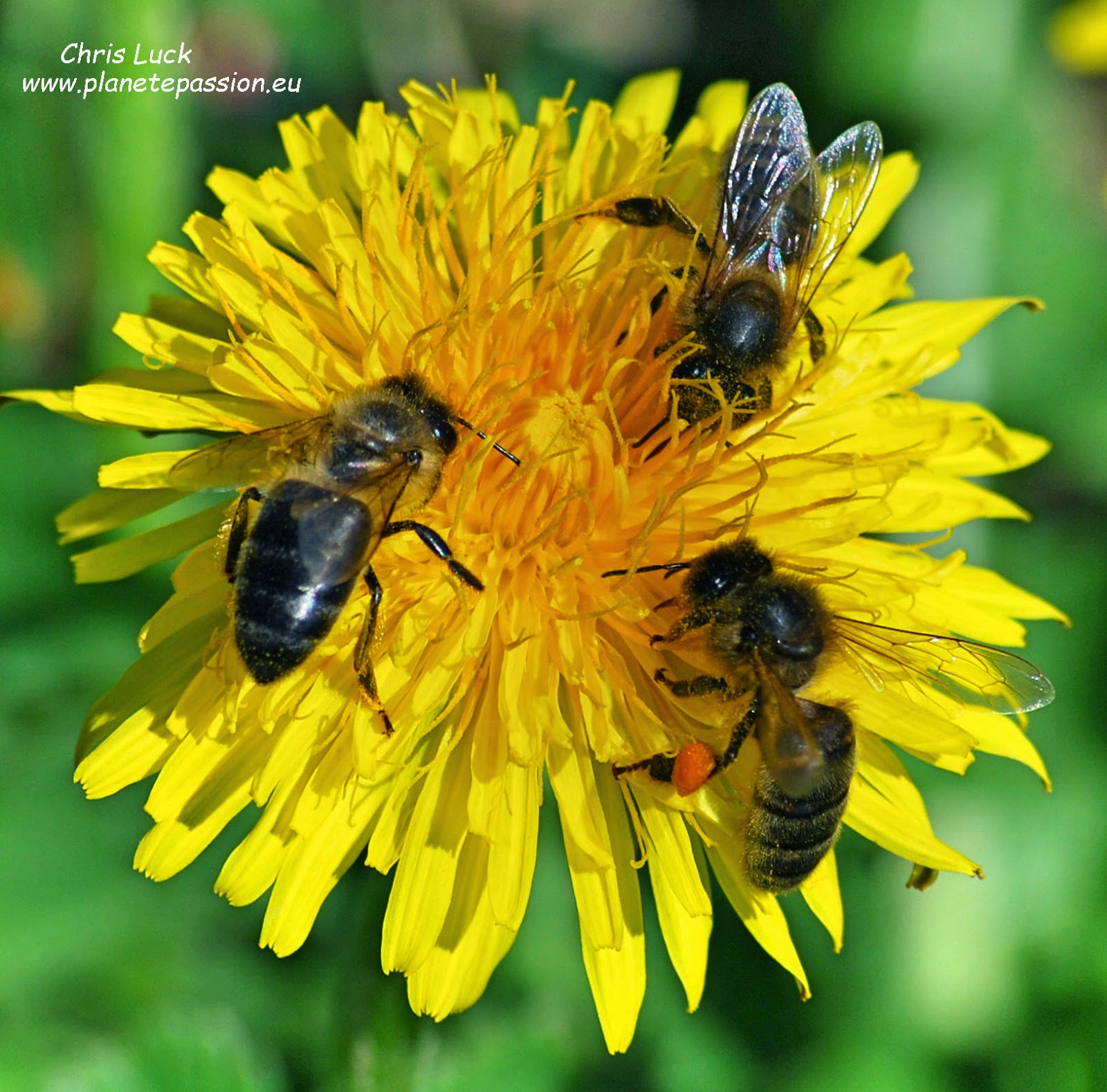 French Wildlife And Beekeeping Thistles And Dandelions french-wildlife-and-beekeeping-thistles-and-dandelions