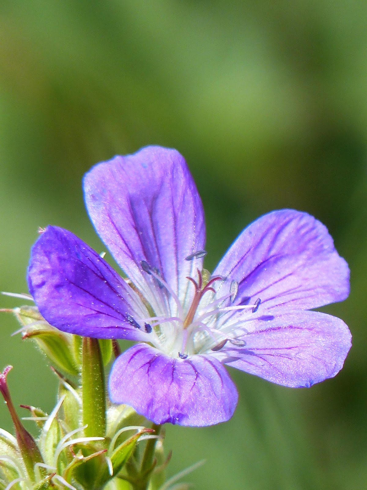 Geranium sylvaticum | Wild flowers of Europe by Anita Beijer
