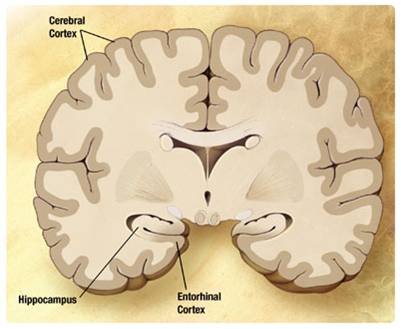 Corteza entorrinal; Área Entorrinal