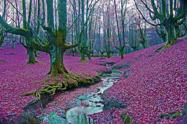 Bosque encantado HD - Imagui