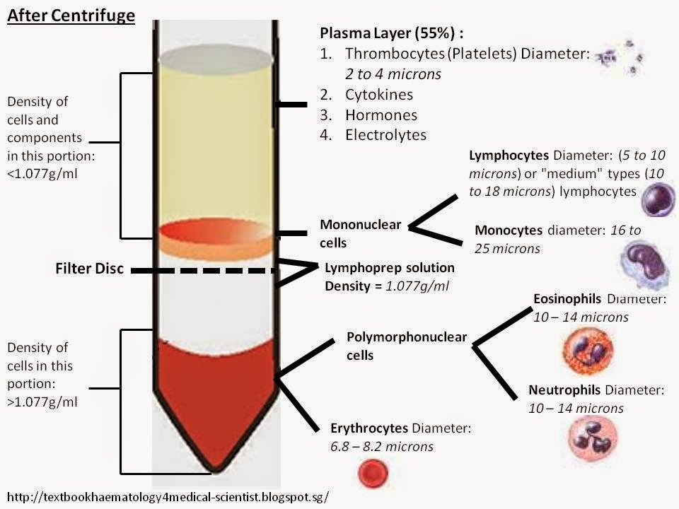 Haematology in a NutShell: PBMC Isolation using Lymphoprep