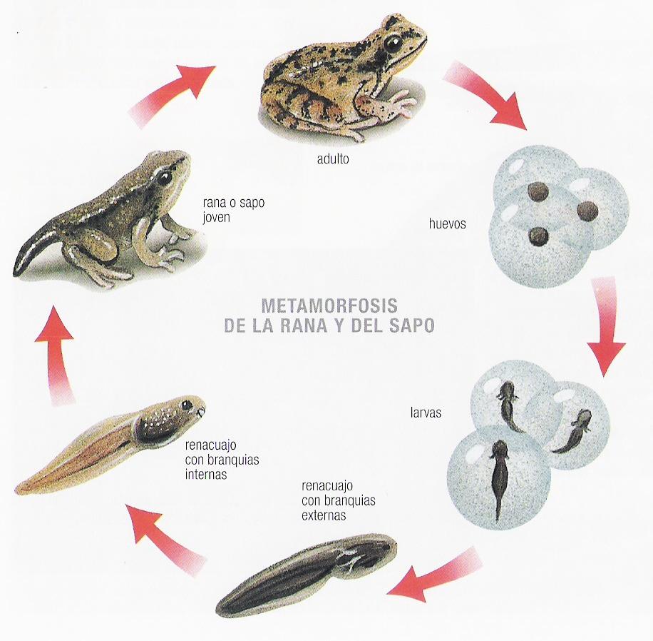 Ciclo de vida de una rana - Imagui