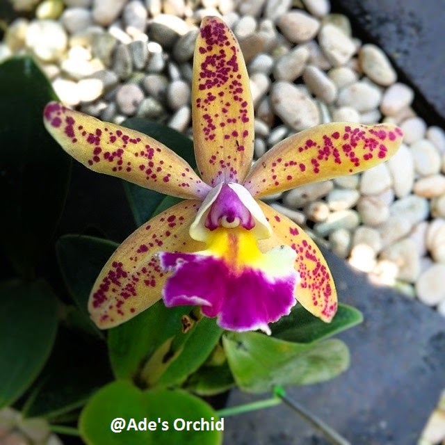 Ade's Orchid: Lc. Tropical Pointer 'Cheetah'