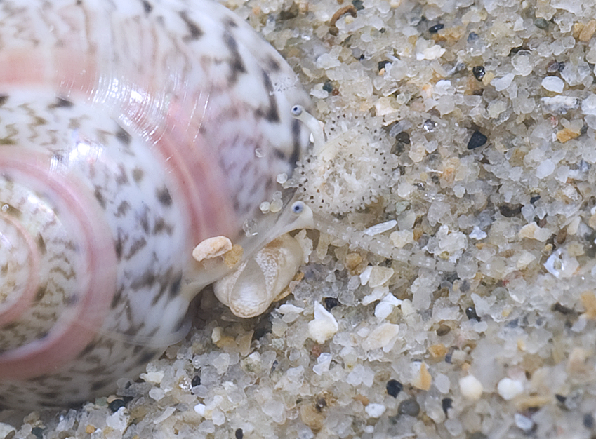 Real Monstrosities: Button Top