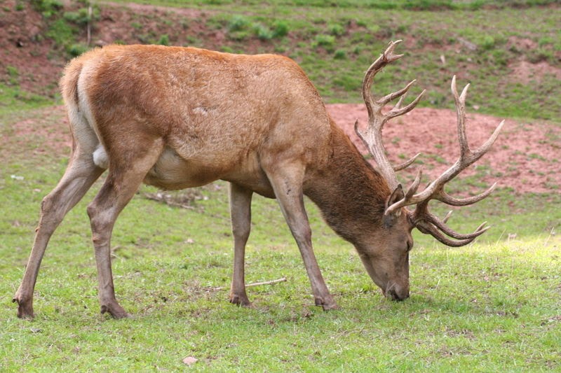 TYWKIWDBI Tai Wiki Widbee Hartshorn tywkiwdbi-tai-wiki-widbee-hartshorn