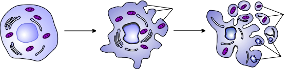 Apoptosis: Muerte celular programada.