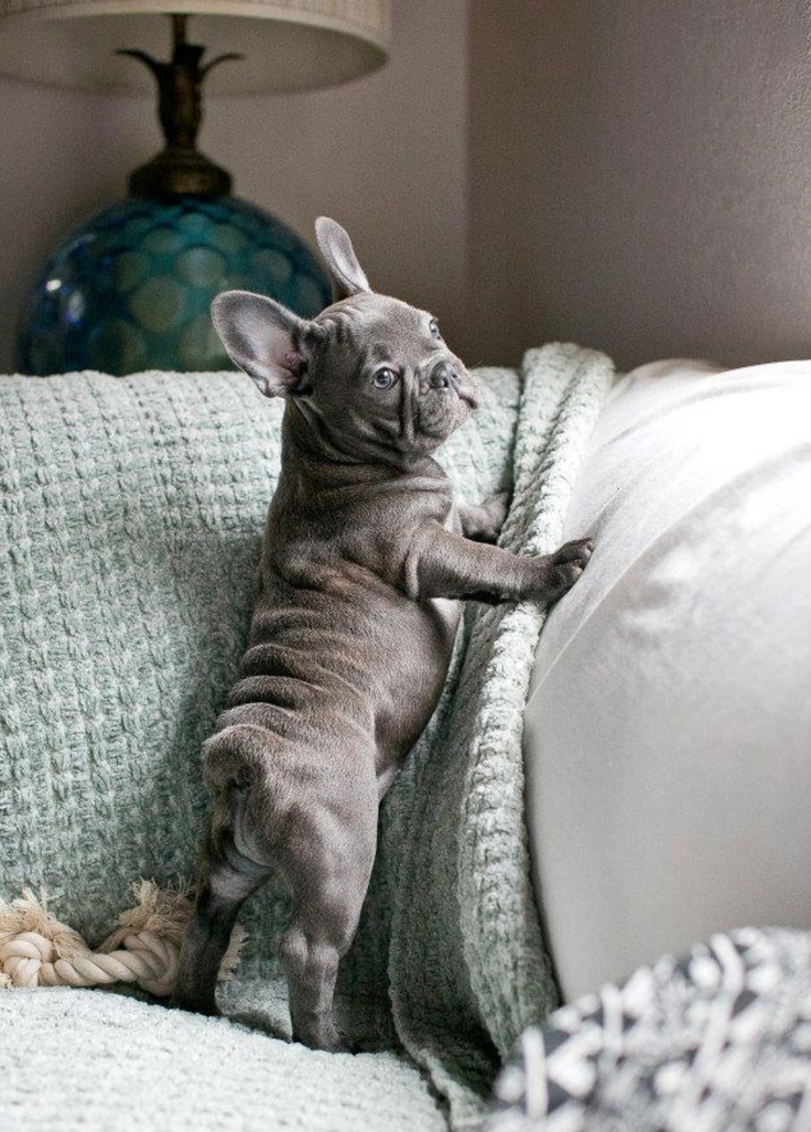10 Interesting Facts About French Bulldogs Annie Many 10-interesting-facts-about-french-bulldogs-annie-many