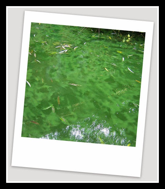 Antifreeze on the Survival Rate and Growth of Algae | Science Fair ...