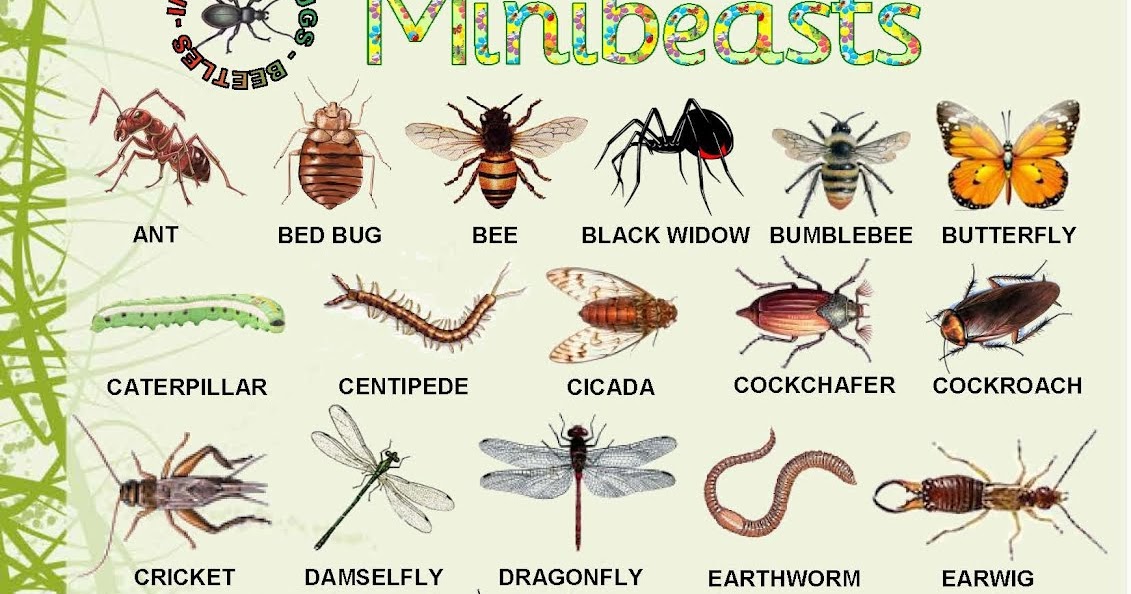 Blog de Inglés: MINIBEASTS unit 6 - 4º