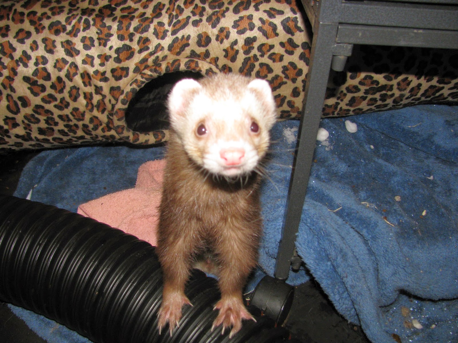 Ferrets North Adoptables: Baby & Mister *** ADOPTED