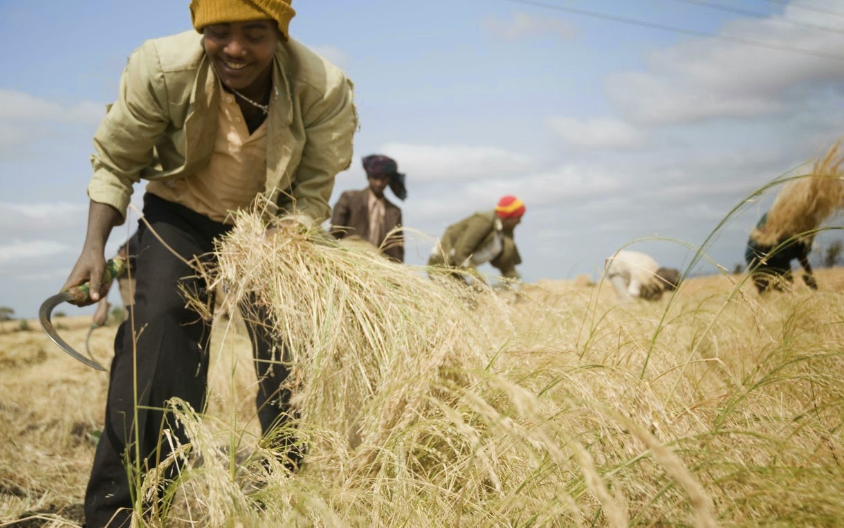 Sheger Tribune Ethiopia s Tef Tops The Agricultural Agenda sheger-tribune-ethiopia-s-tef-tops-the-agricultural-agenda