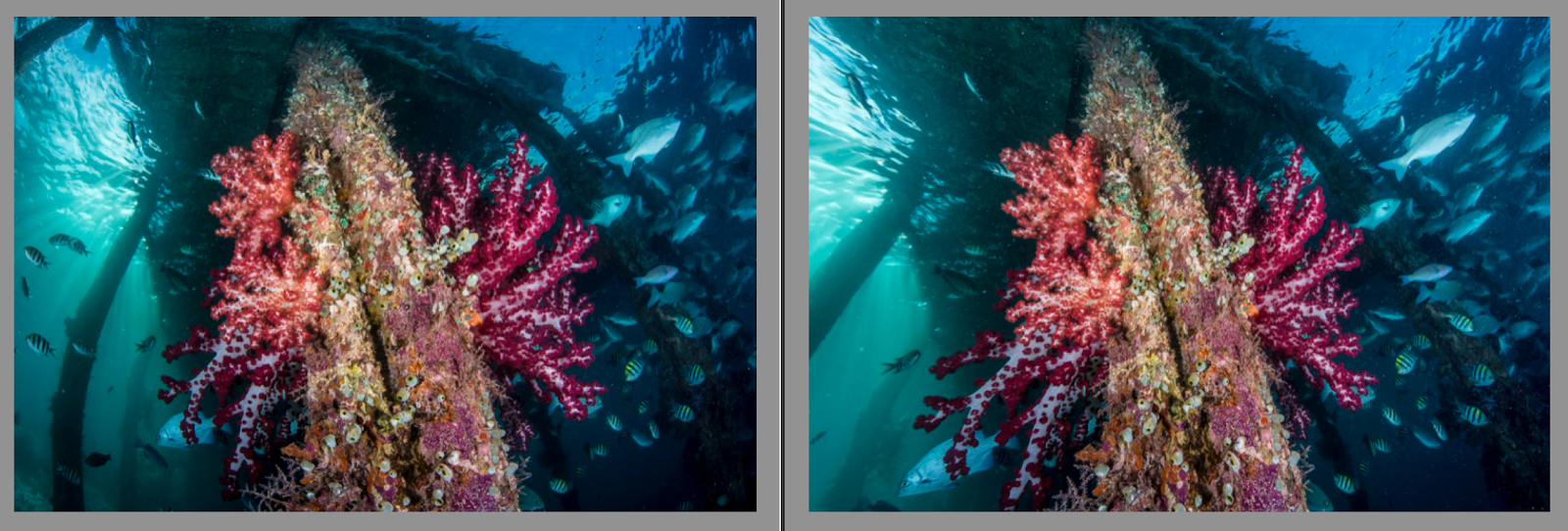Correcting Lens Distortion in Underwater Photos Correcting Lens Distortion in Underwater Photos