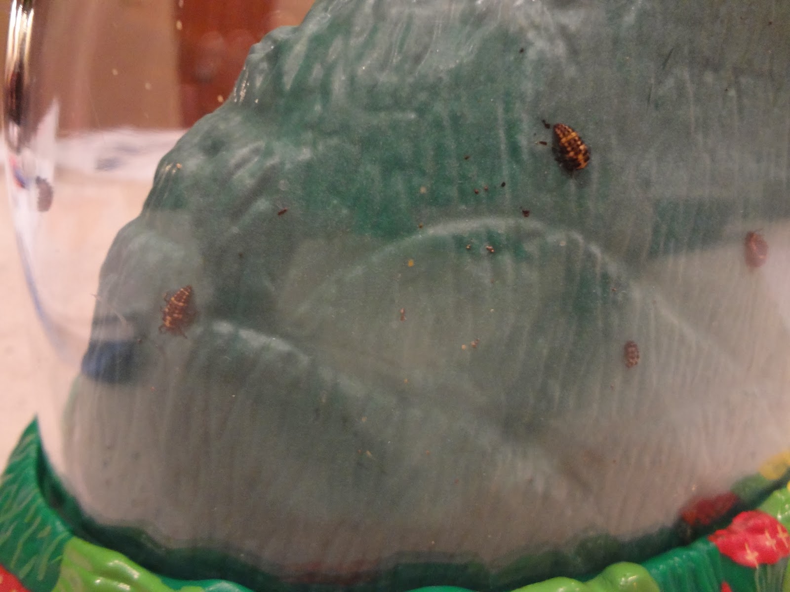 Get Buggy with Insect Lore Review and Giveaway - Mommy's Block Party