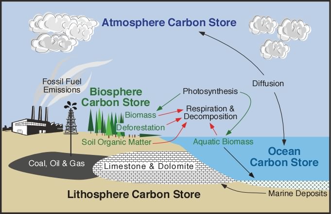 Amaris s Biology 8 30 Stages Of The Carbon Cycle amaris-s-biology-8-30-stages-of-the-carbon-cycle