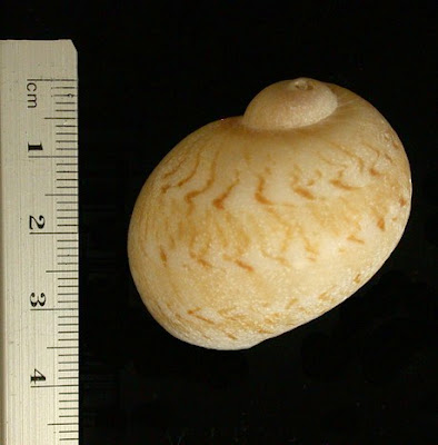 Variety of Life: Natica