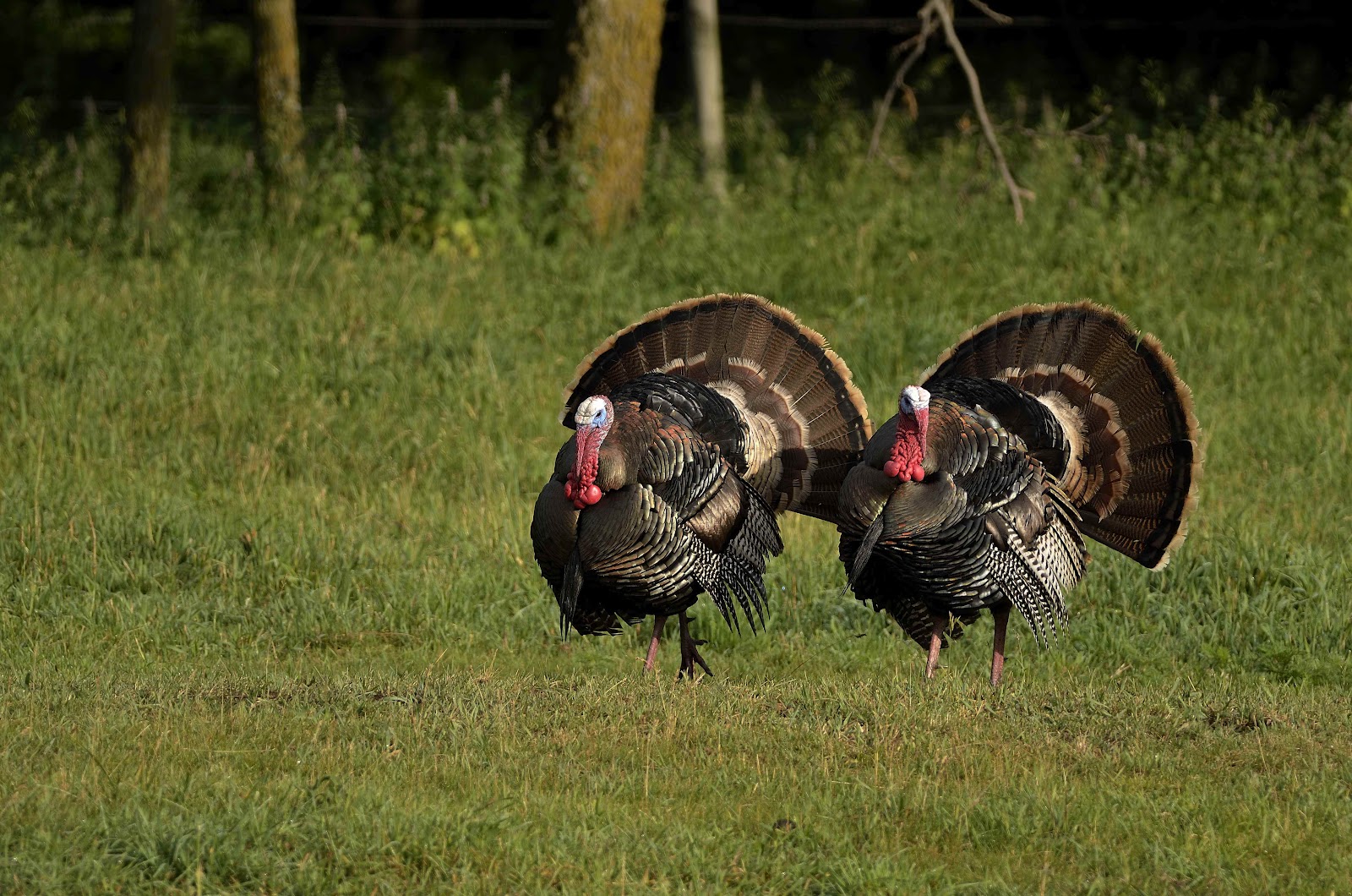 Mark Chitwood Photography: Turkey Time