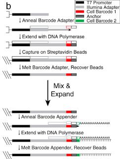 More microfluidic single-cell RNA-seq - Enseqlopedia