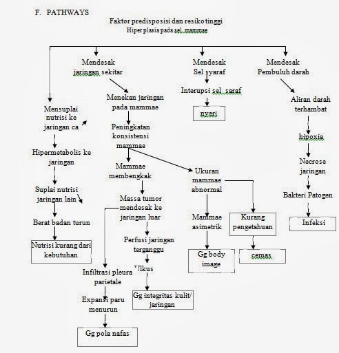 Novi *Cuah* : PATHWAY CA MAMMAE